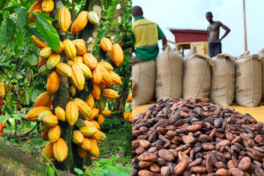 Government increases cocoa prices by 21% For 2022/2023 Season - GhnewsbanQ